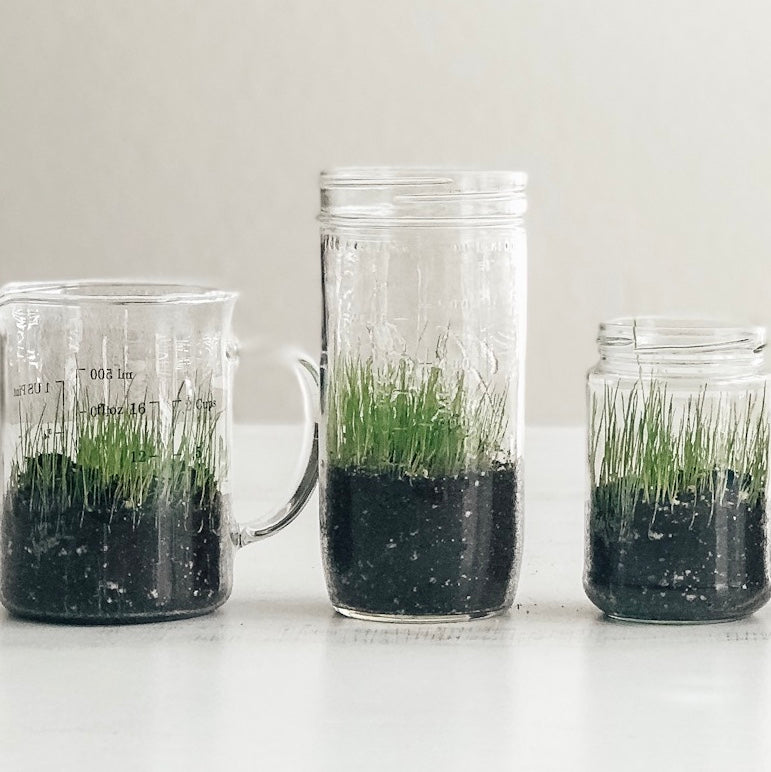 3 Easy Steps to Plant Grass Indoors Perfect for Easter and Spring ...